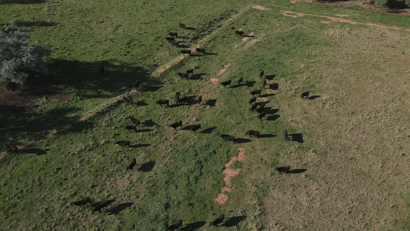 Jac Wagyu – Premium Australian Wagyu Beef | GMGP Home Delivery – Good ...